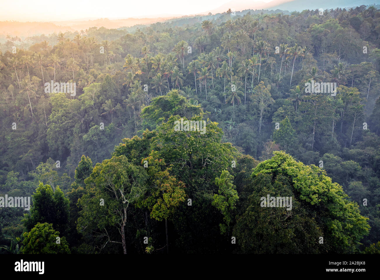 Tropical rainforest at sunrise with sun flare Stock Photo - Alamy