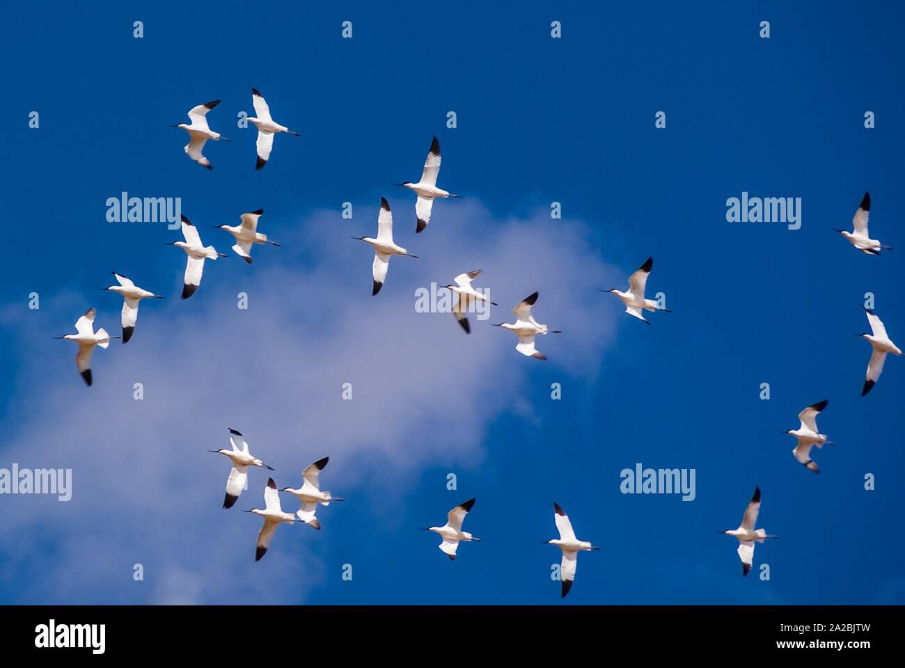 Band of avocet birds in the lagoon of Fuente de Piedra in Malaga, Spain ...