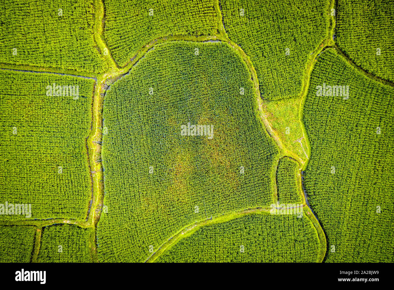 Aerial view looking straight down onto tropical rice terraces in Bali ...