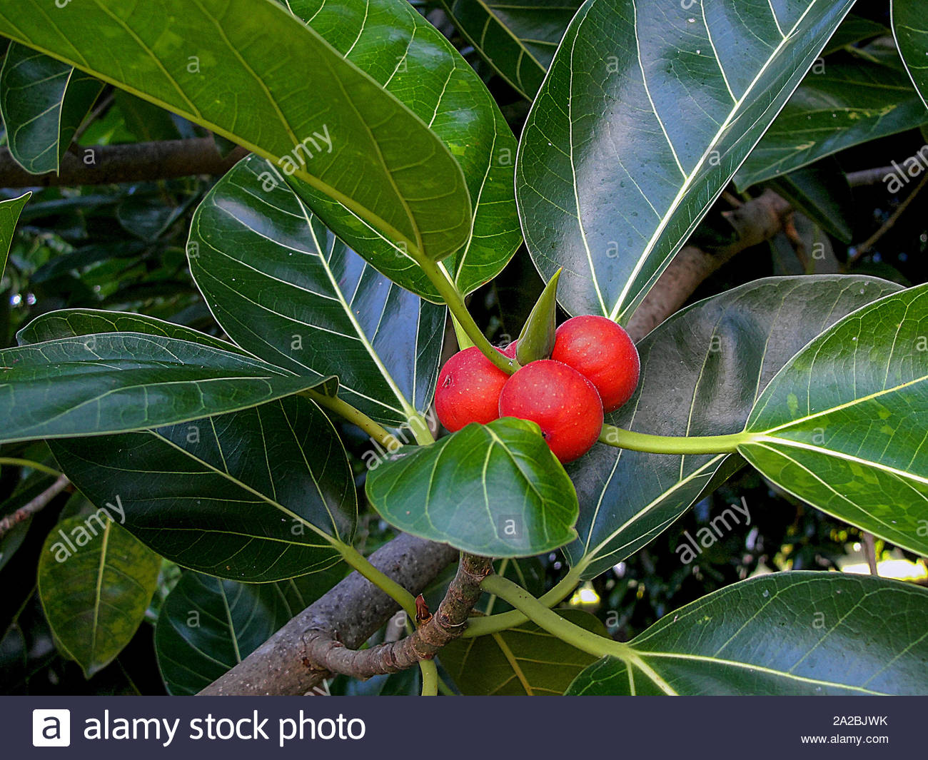Indian Fig Tree High Resolution Stock Photography and Images - Alamy