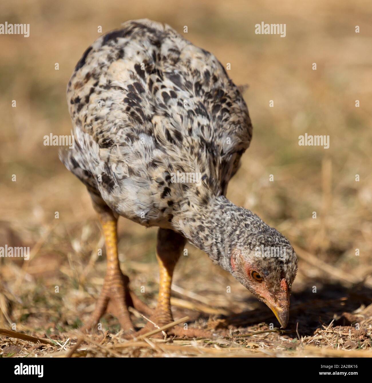 African chicken animal hi-res stock photography and images - Alamy