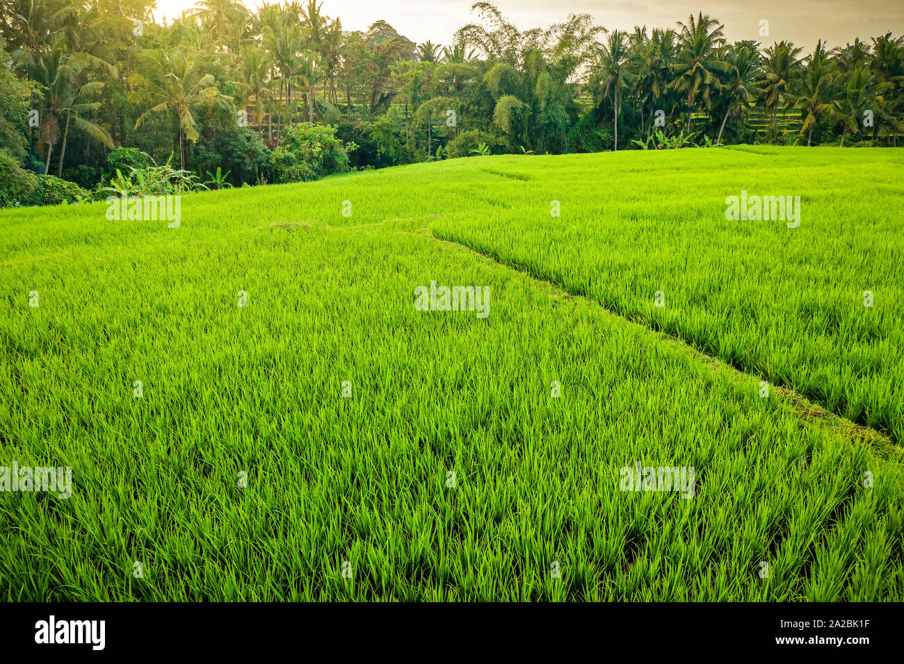 Tropical rice terrace fields at sunrise in Bali Stock Photo - Alamy