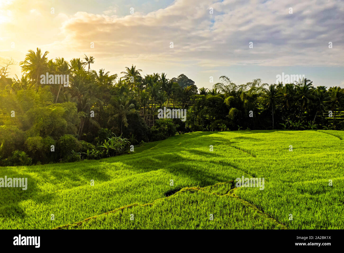 Tropical rice terrace fields at sunrise in Bali Stock Photo - Alamy