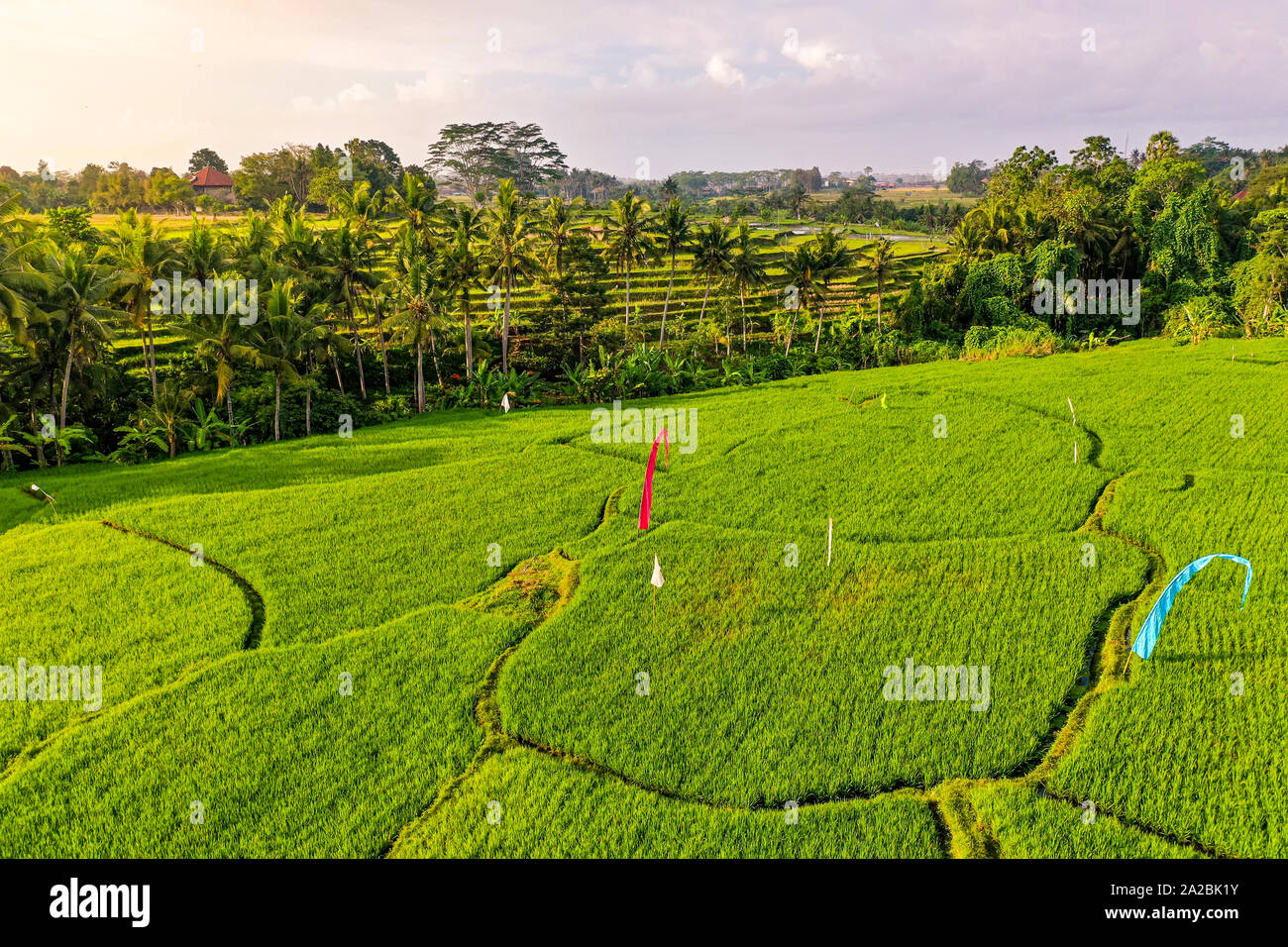 Tropical rice terrace fields at sunrise in Bali Stock Photo - Alamy