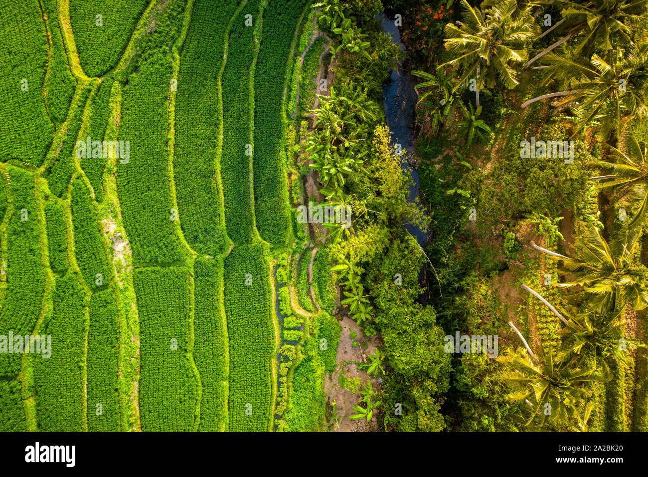 Aerial view looking straight down onto tropical rice terraces in Bali ...