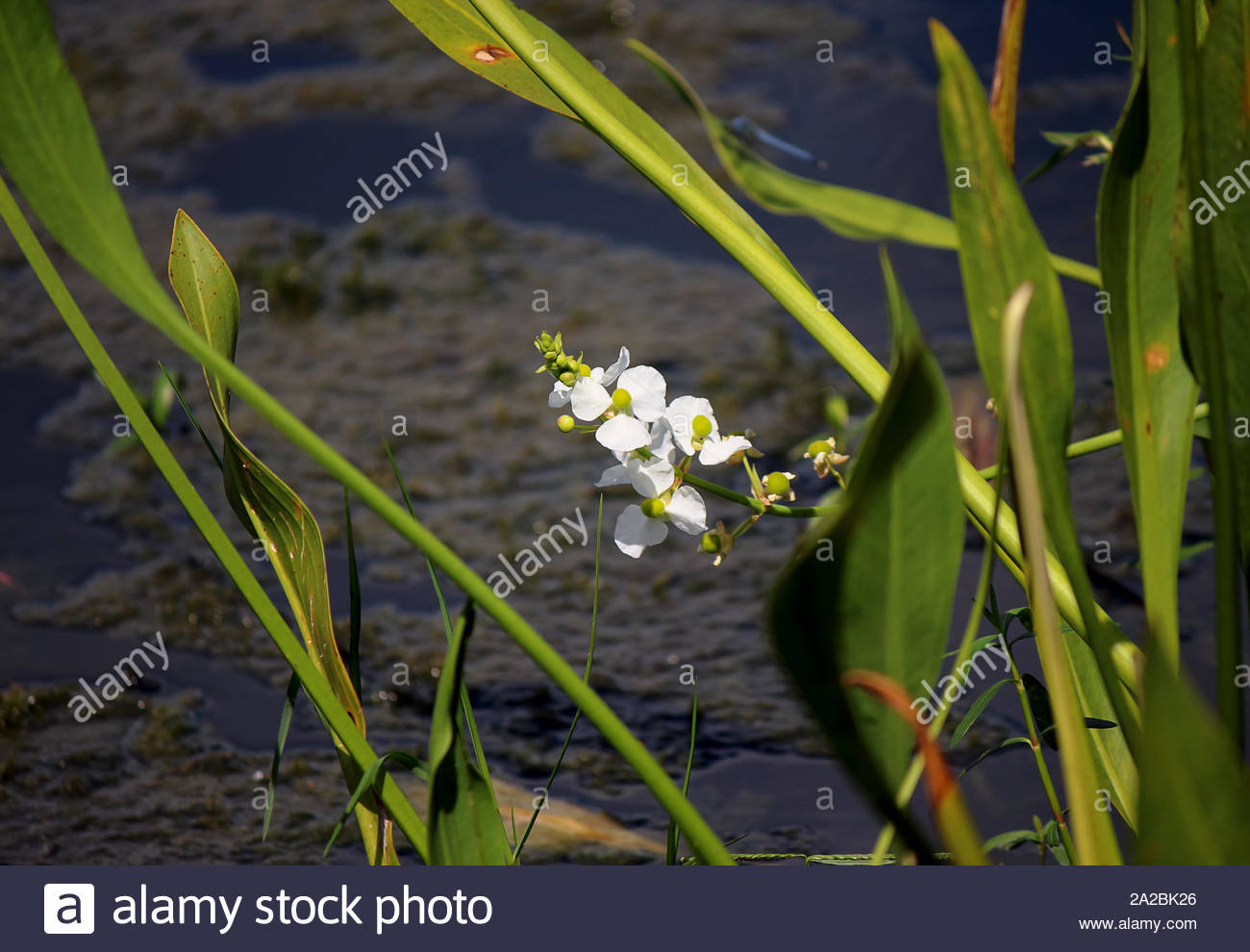 Sagittaria Latifolia Plant High Resolution Stock Photography and Images ...