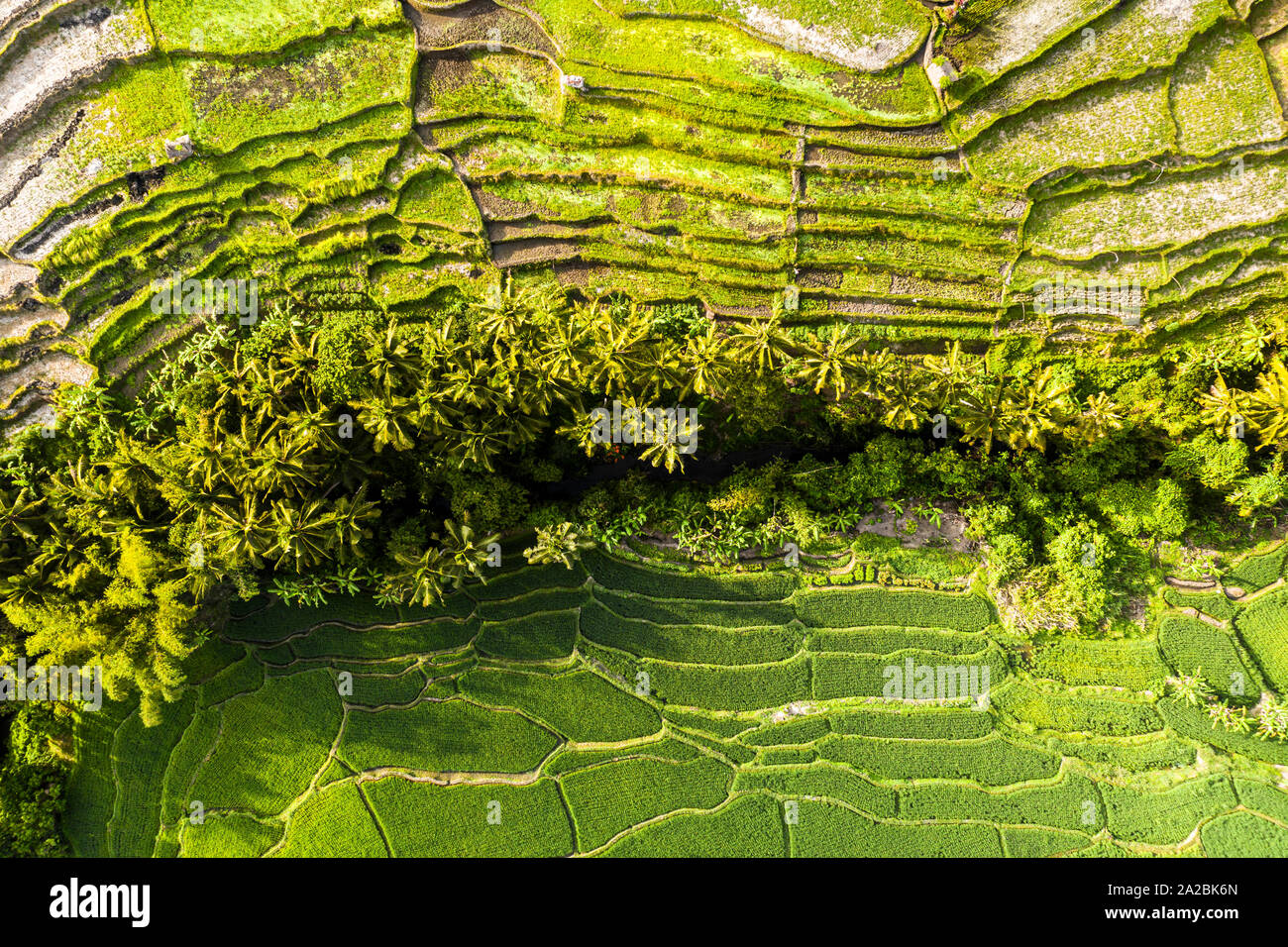 Aerial view looking straight down onto tropical rice terraces in Bali ...