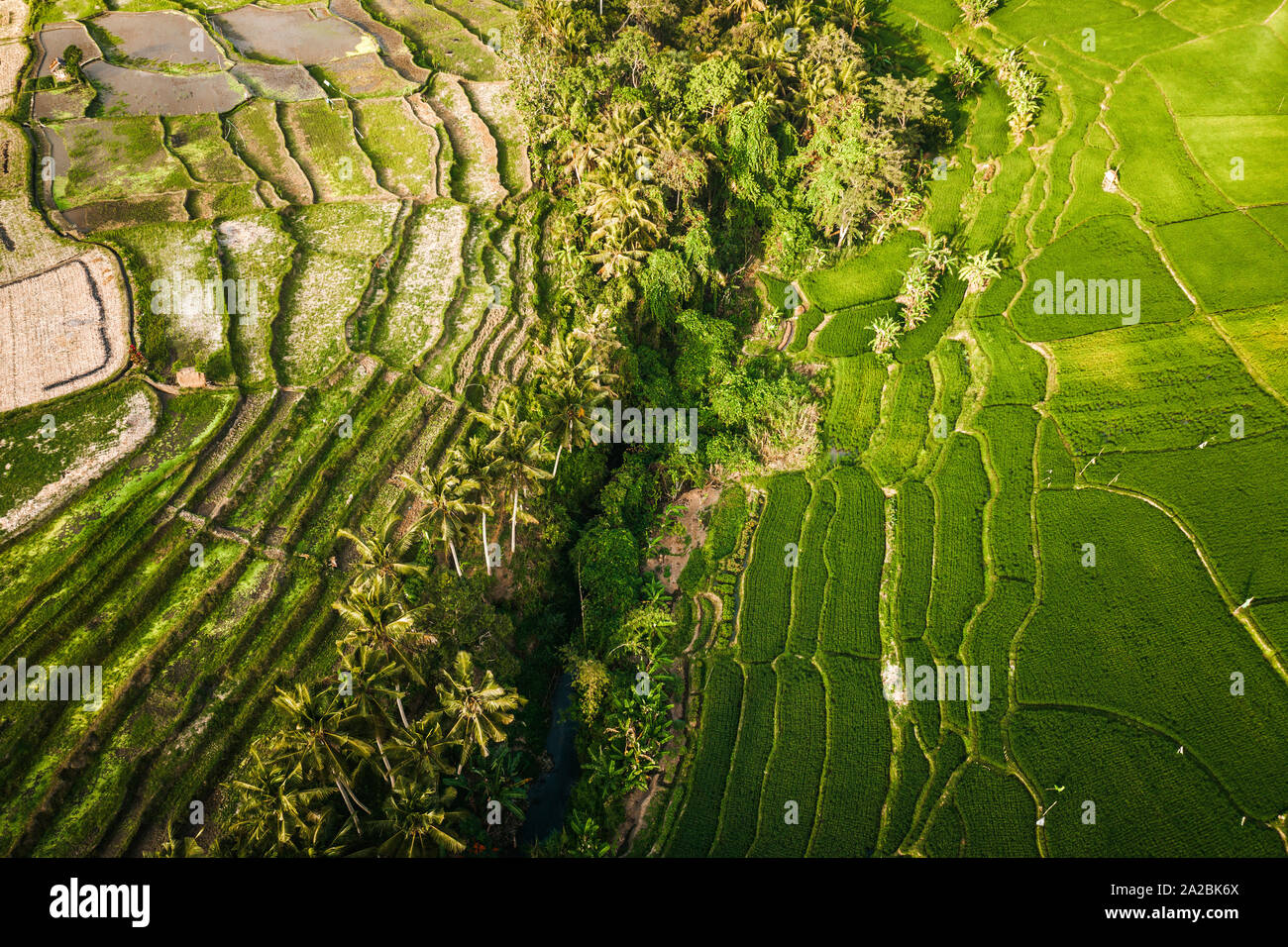 Aerial view looking straight down onto tropical rice terraces in Bali ...