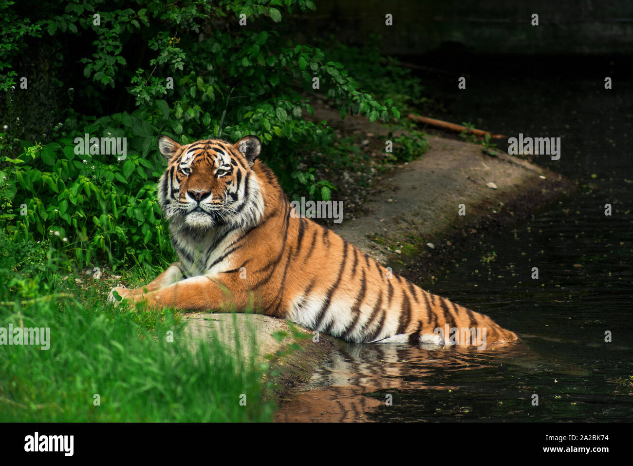 Angry tiger hi-res stock photography and images - Alamy
