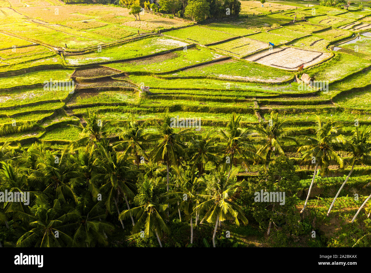 Tropical rice terrace fields at sunrise in Bali Stock Photo - Alamy