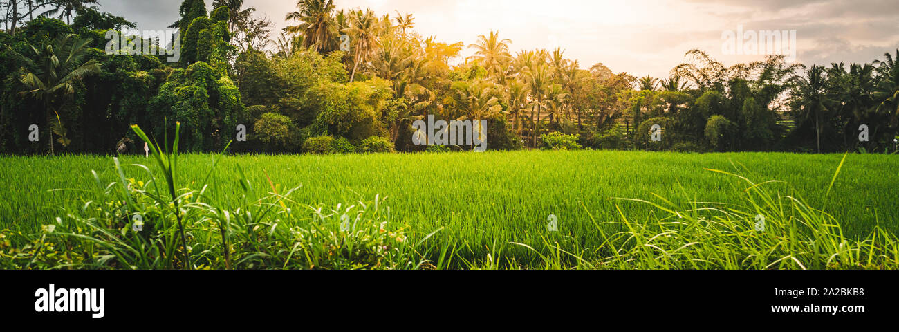Tropical rice terrace fields at sunrise in Bali Stock Photo - Alamy