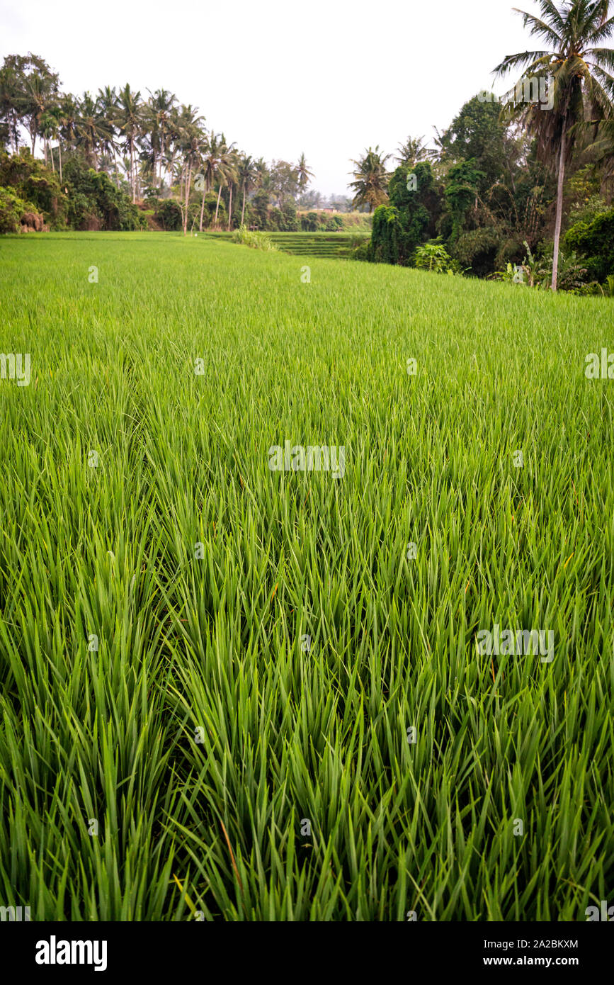 Close up of fresh rice crops in a rice terrace in Bali Stock Photo - Alamy