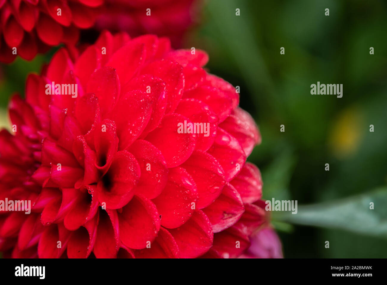 Red Dahlia Flowers Stock Photo - Alamy