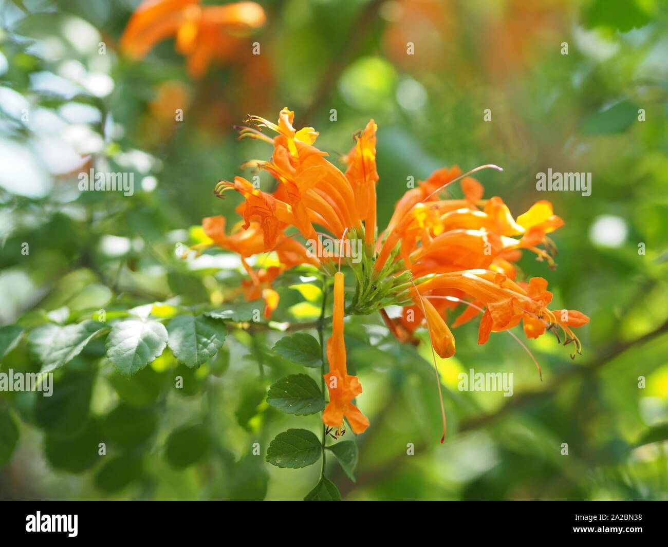 Pyrostegia venusta, Bignoniaceae, Orange trumpet, Flame flower, Fire ...
