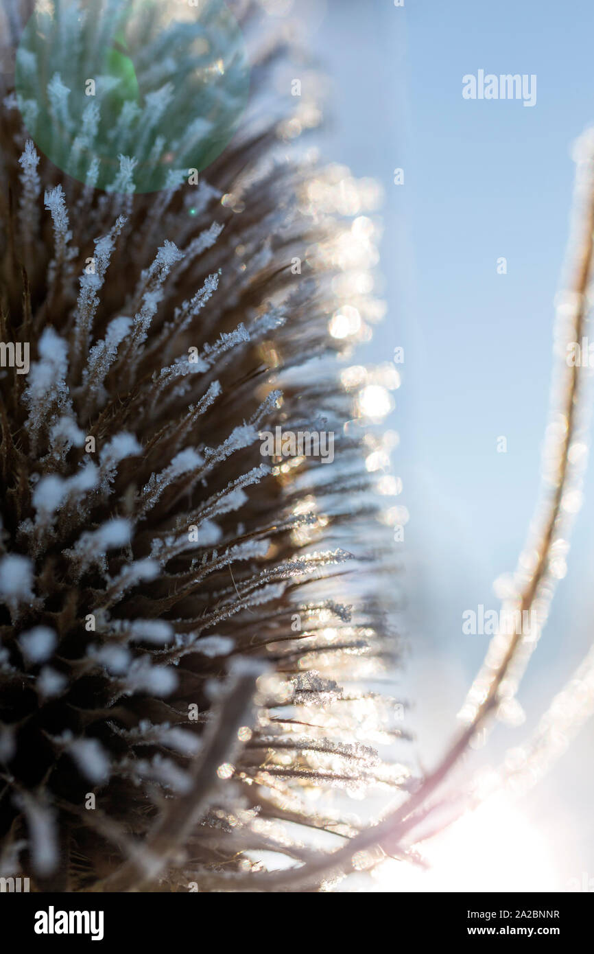 Frosty thistle leaves hi-res stock photography and images - Alamy