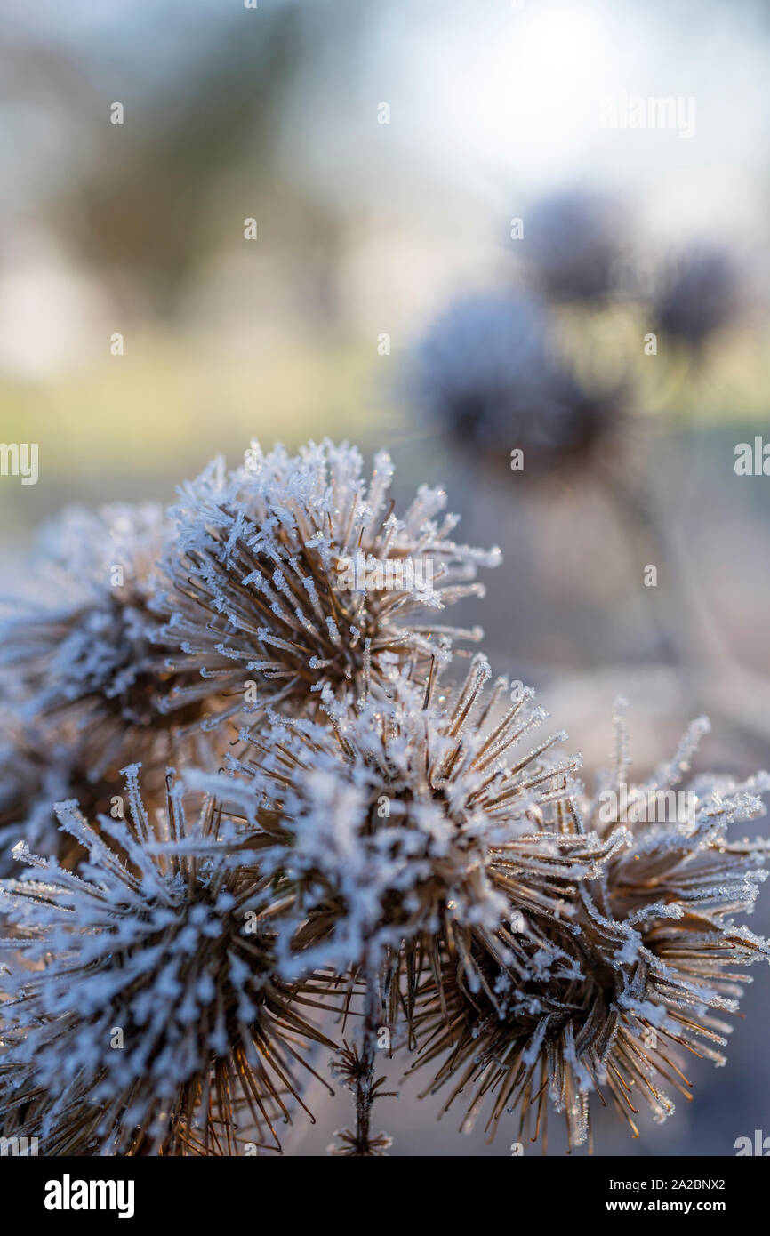 Frosty thistle leaves hi-res stock photography and images - Alamy