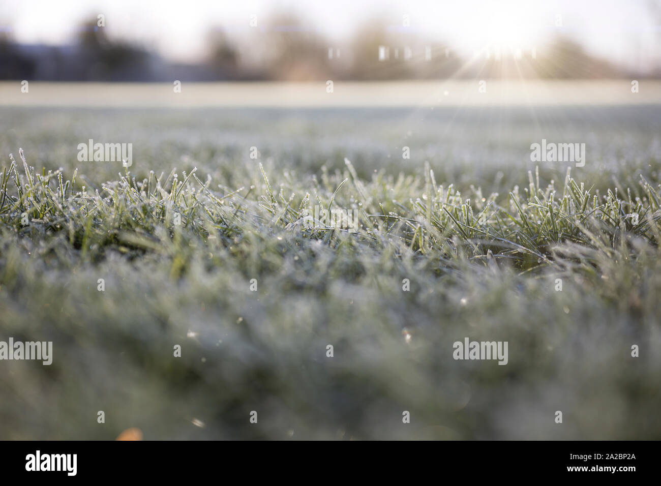 Macro detail of frost covered grass stems on a frosty day Stock Photo ...