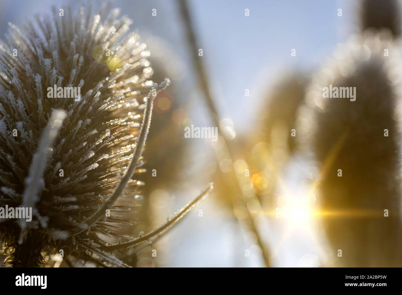 Frosty thistle leaves hi-res stock photography and images - Alamy