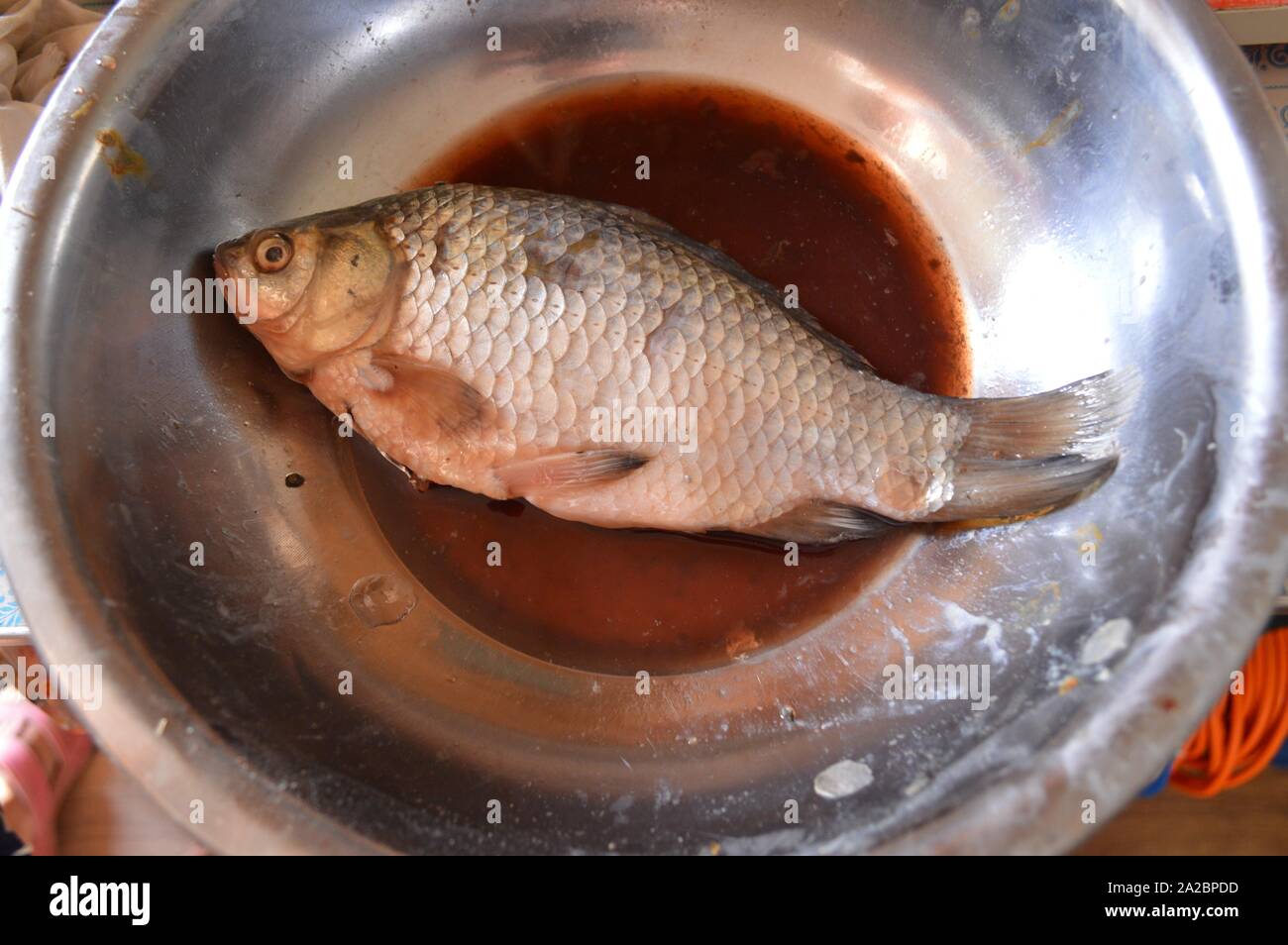 Ram fish hi-res stock photography and images - Alamy