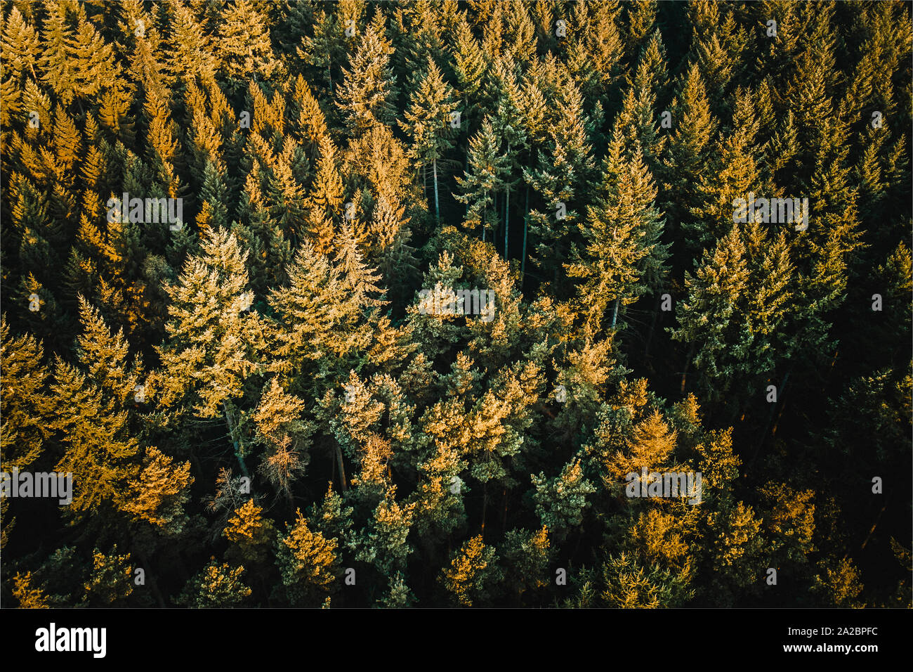 Tree canopy aerial uk hi-res stock photography and images - Alamy