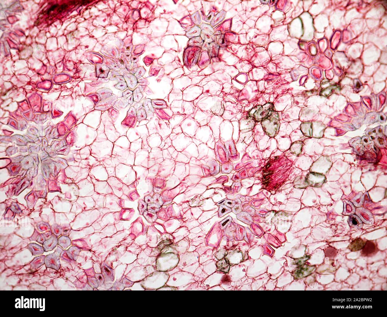 Microscope slide preparation hi-res stock photography and images - Alamy