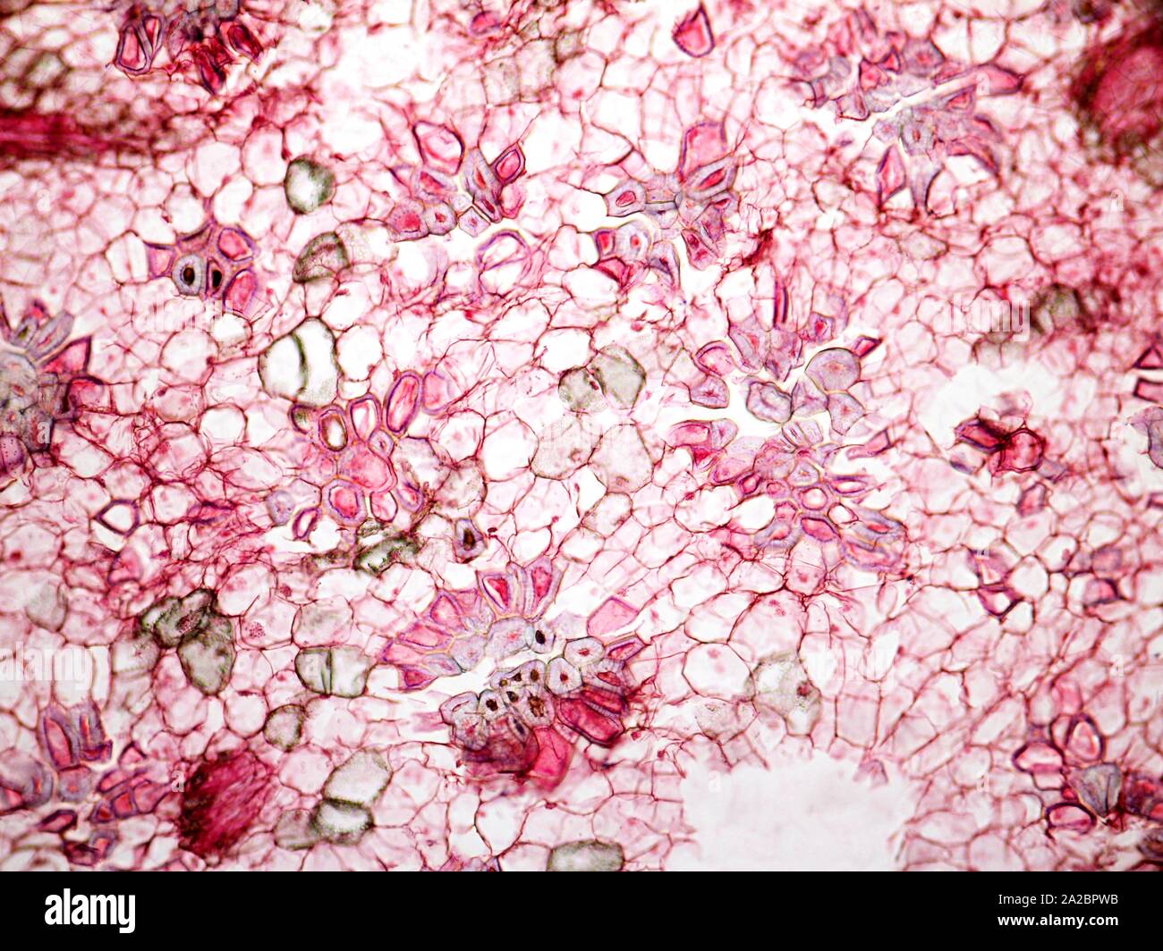 Microscope slide preparation hi-res stock photography and images - Alamy