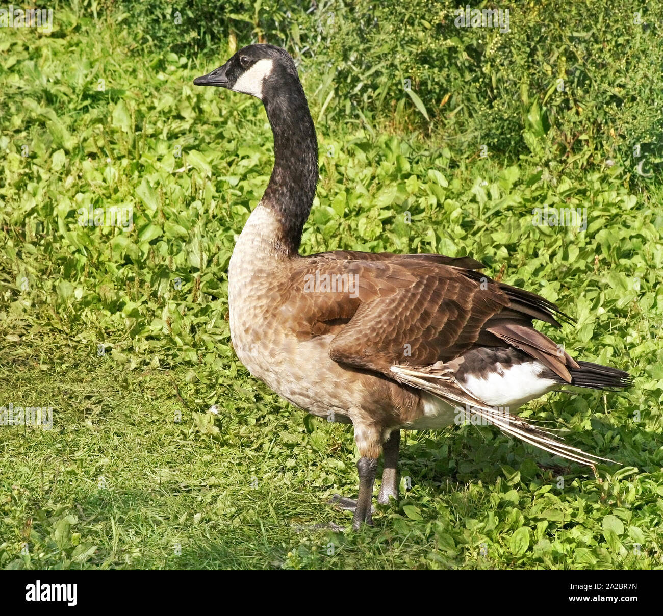 Injured goose injured bird hi-res stock photography and images - Alamy