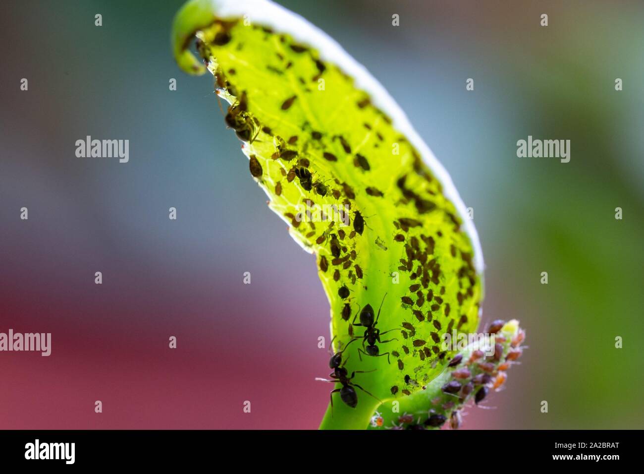 Aphidoidea High Resolution Stock Photography and Images - Alamy