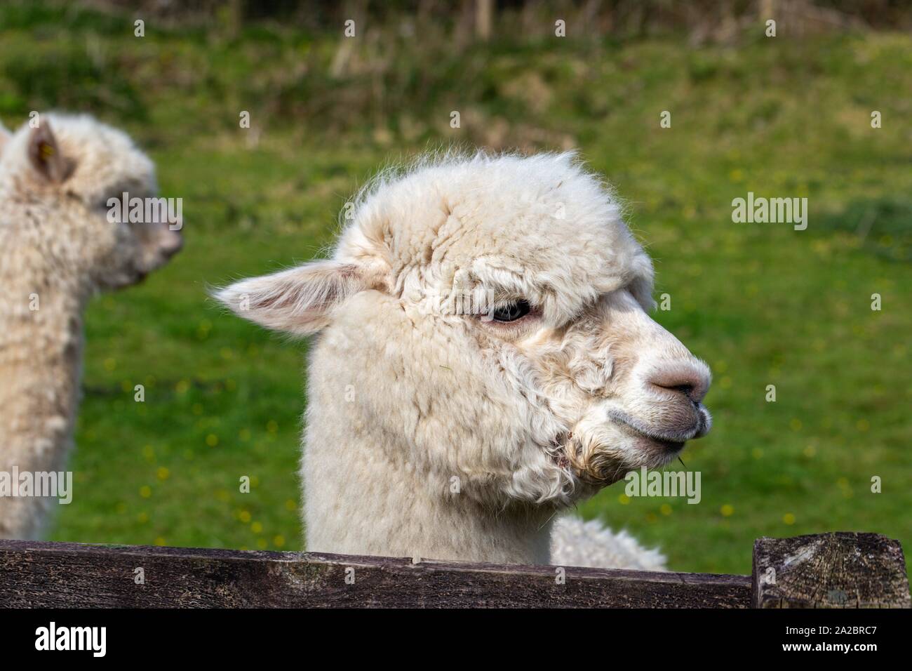Friendly Alpaca High Resolution Stock Photography and Images - Alamy