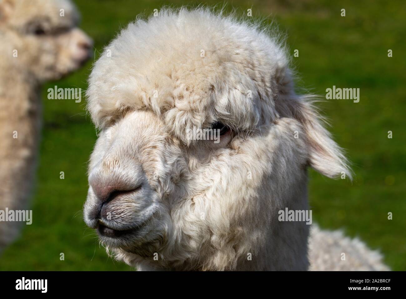 Friendly Alpaca High Resolution Stock Photography and Images - Alamy