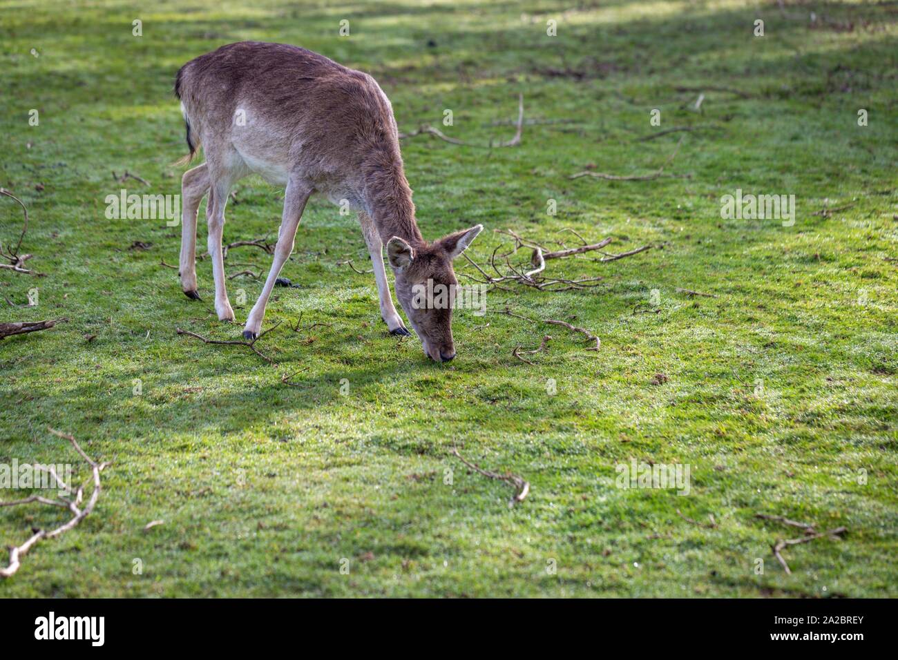 A young Fallow doe deer grazing on grass Stock Photo - Alamy