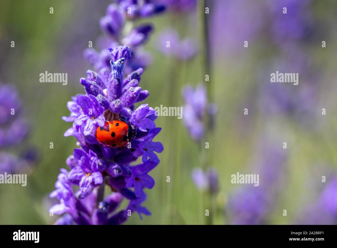 Ladybird on purple flower hi-res stock photography and images - Alamy