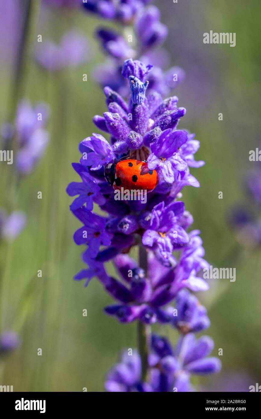 Ladybird on plant hi-res stock photography and images - Alamy