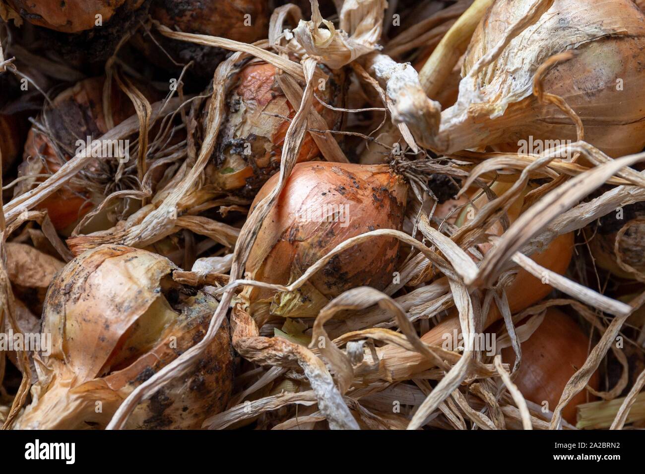Drying crop hi-res stock photography and images - Alamy
