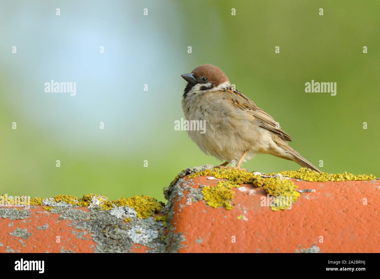 Eurasian tree sparrow (Passer montanus) on the roof of a gazebo ...