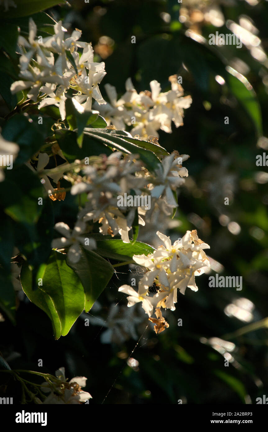 Tuscan jasmine hi-res stock photography and images - Alamy