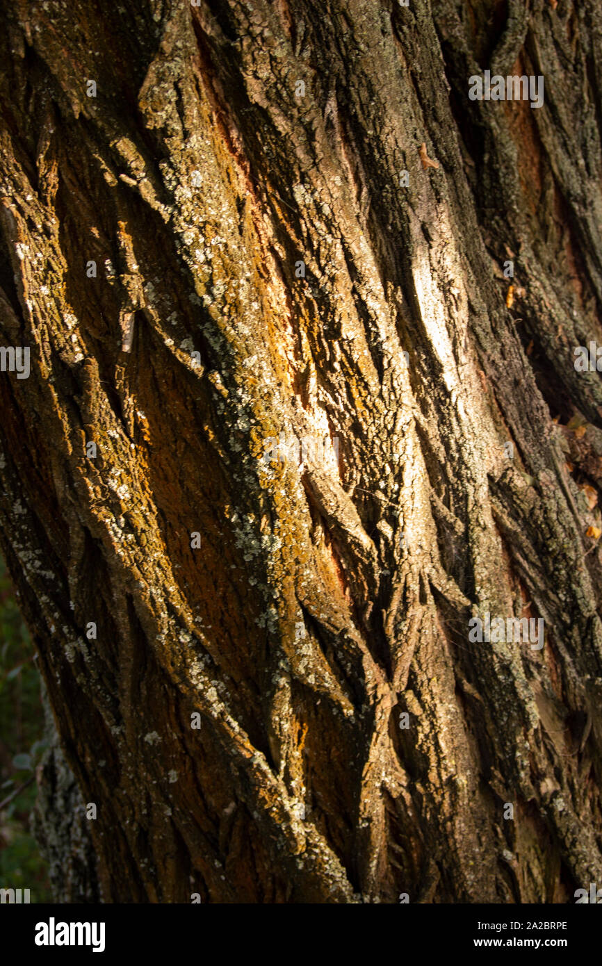 The photo of close-up wood bark. Background for timber industry Stock ...
