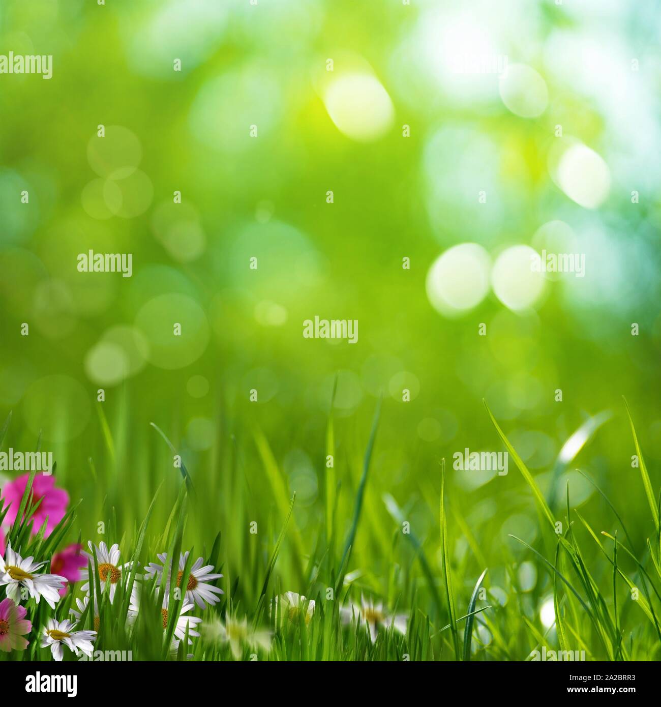 Green healthy leaf hi-res stock photography and images - Alamy