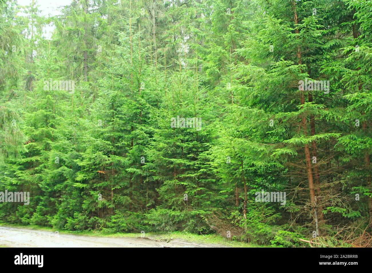Taiga tree hi-res stock photography and images - Alamy