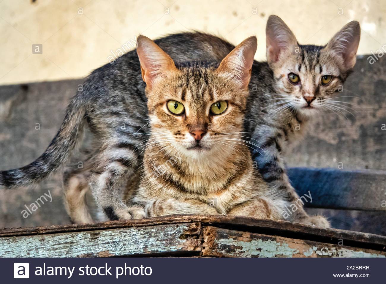 Felix The Cat Stock Photos & Felix The Cat Stock Images - Alamy