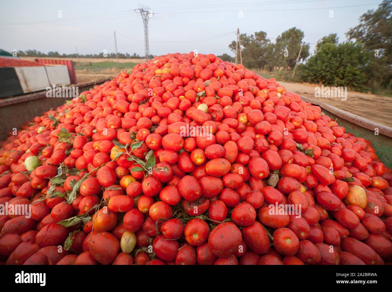 Tomato Field High Resolution Stock Photography and Images - Alamy