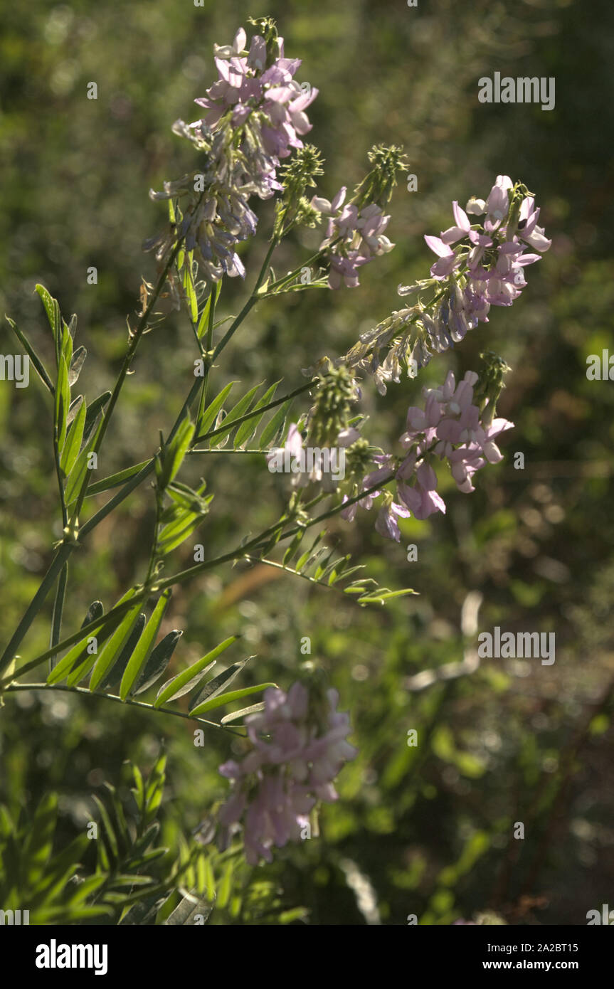 Galega officinalis; goat's rue in rural Tuscany Stock Photo - Alamy