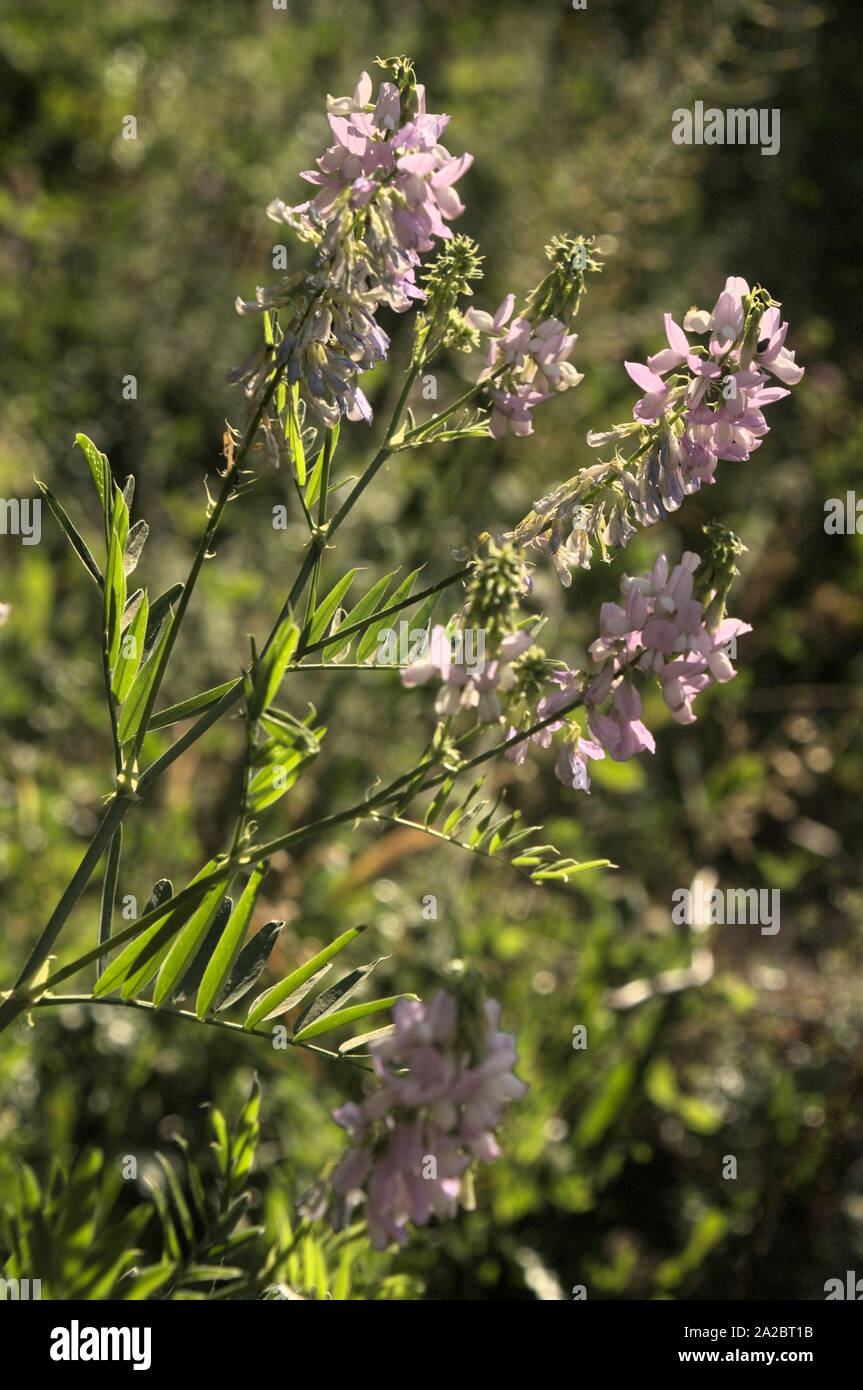 Galega officinalis; goat's rue in rural Tuscany Stock Photo - Alamy