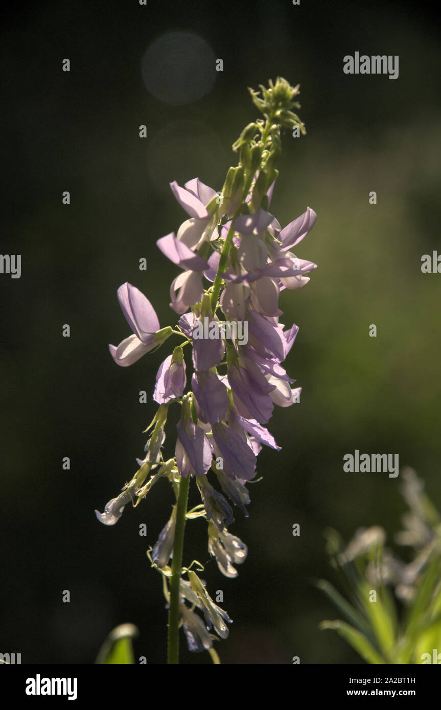 Galega officinalis; goat's rue in rural Tuscany Stock Photo - Alamy