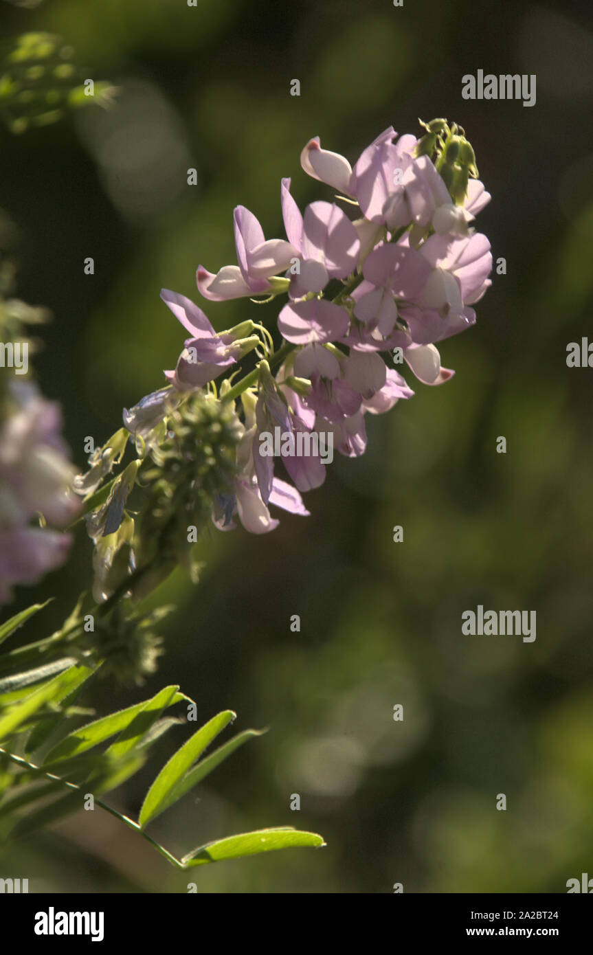 Goat rue hi-res stock photography and images - Alamy