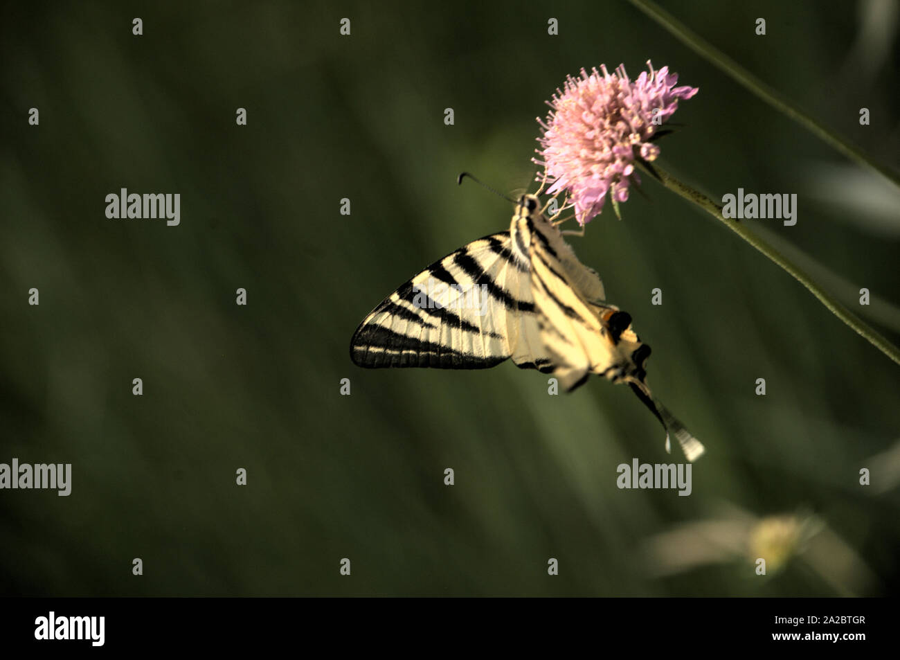 Iphiclides podalirius; scarce swallowtail butterfly in rural Tuscany ...