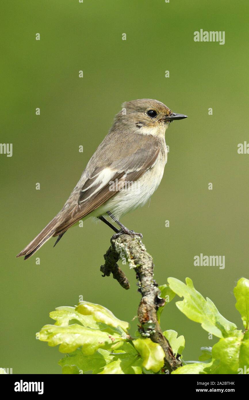 European Pied Flycatcher (Ficedula hypoleuca), female, sitting on ...
