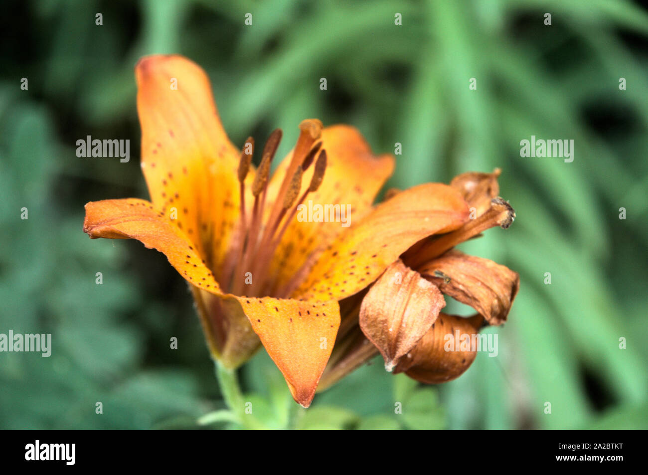 Lilium sp.; wild orange lily in Tuscan woodland, region of Florence ...