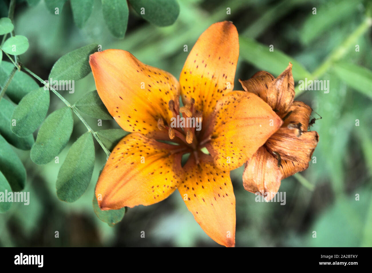 Lilium sp.; wild orange lily in Tuscan woodland, region of Florence ...