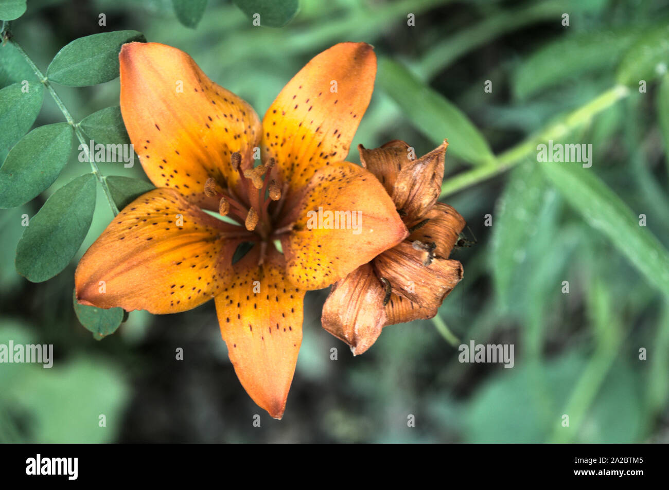 Lilium sp.; wild orange lily in Tuscan woodland, region of Florence ...